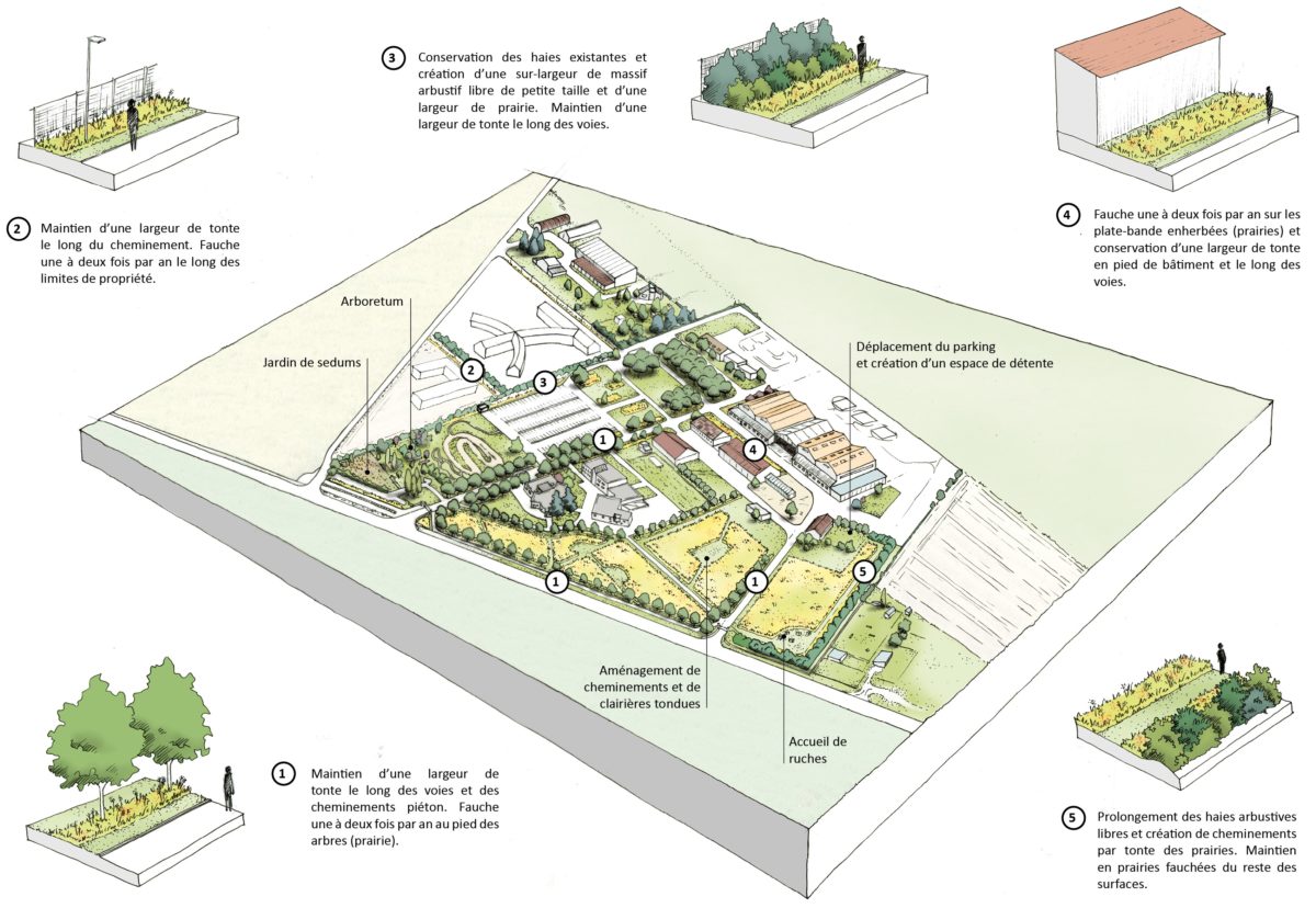 Audit et plan de gestion des espaces verts - Ville de Corbas - Caudex